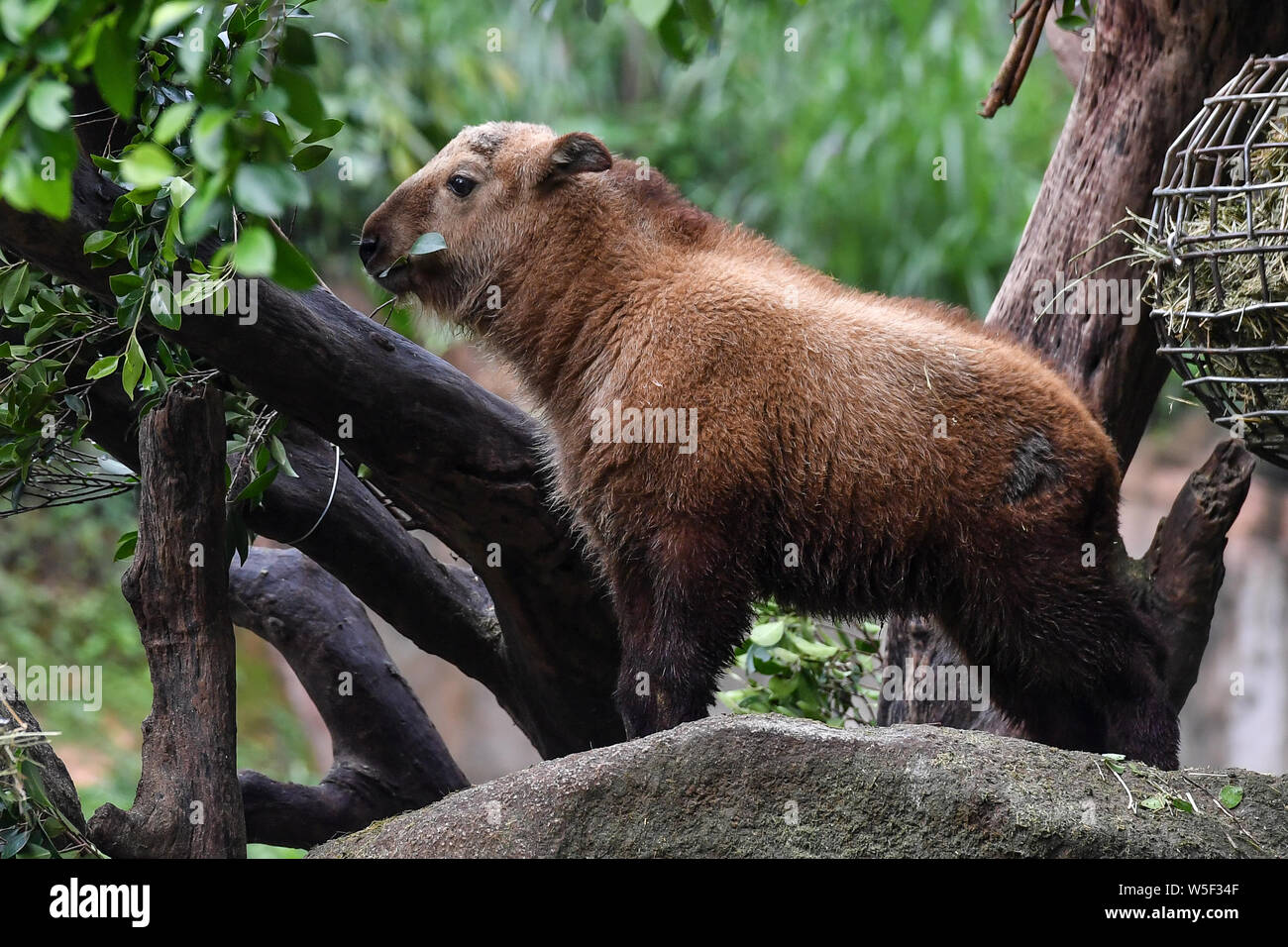 The golden takin babies, the latest offspring of the herd of the ...
