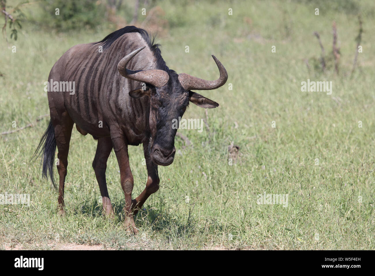 Streifengnu / Blue wildebeest / Connochaetes taurinus Stock Photo - Alamy