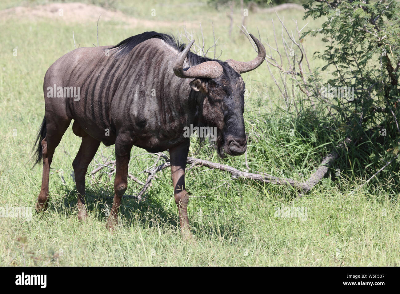 Streifengnu / Blue wildebeest / Connochaetes taurinus Stock Photo - Alamy