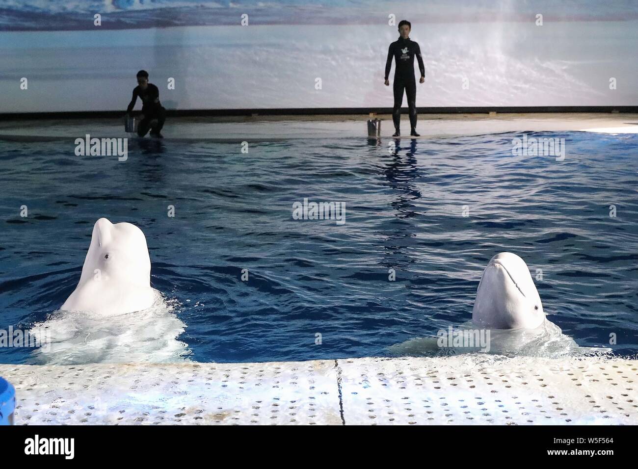 The two female beluga whales, "Little White" and "Little Grey," perform ...