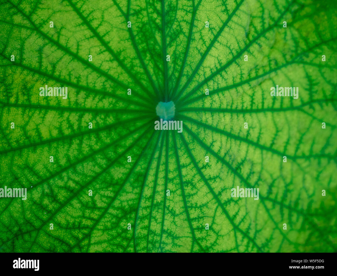 lotus leaf texture, surface and pattern Stock Photo - Alamy