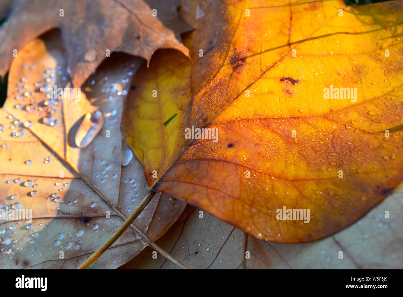 colorful golden dead leaf on the ground covered with wet in autumn ...