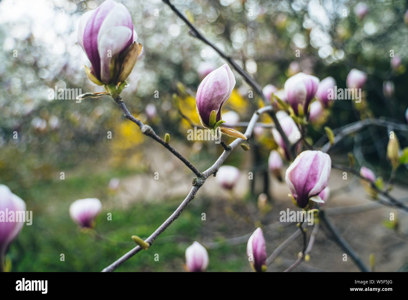 Flowers of pink magnolia. Magnolia tree blossom Stock Photo - Alamy