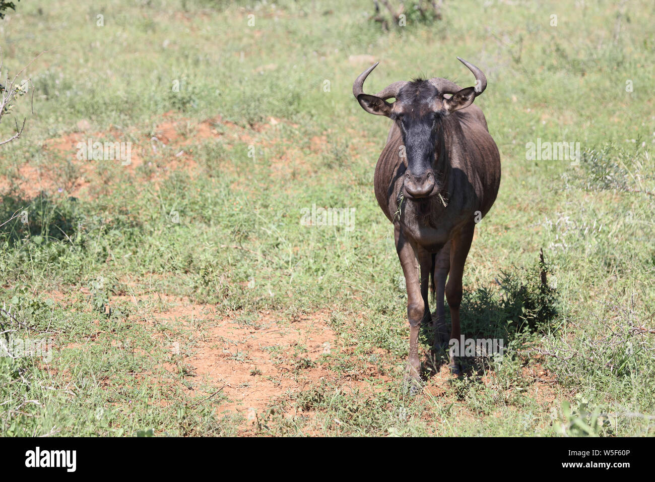 Streifengnu / Blue wildebeest / Connochaetes taurinus Stock Photo - Alamy