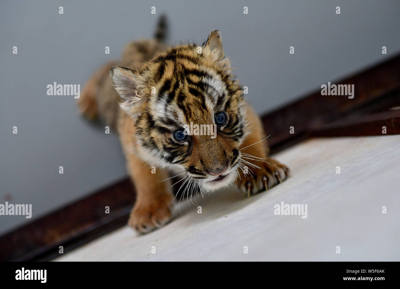 One of the six South China tiger cubs is seen during their public debut ...