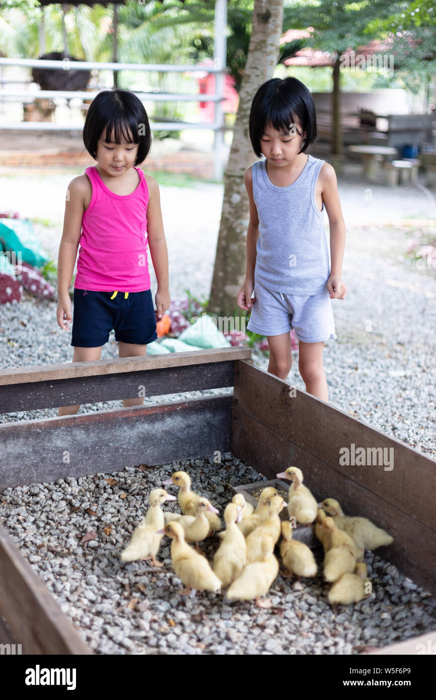 Asian Little Chinese Sisters Feeding Ducks in the Outdoor Farm Stock ...