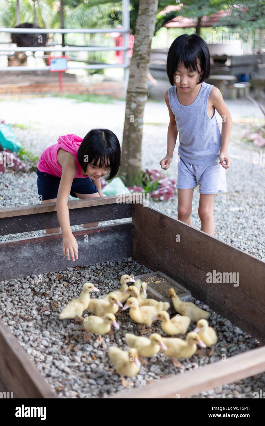 Asian Little Chinese Sisters Feeding Ducks in the Outdoor Farm Stock ...