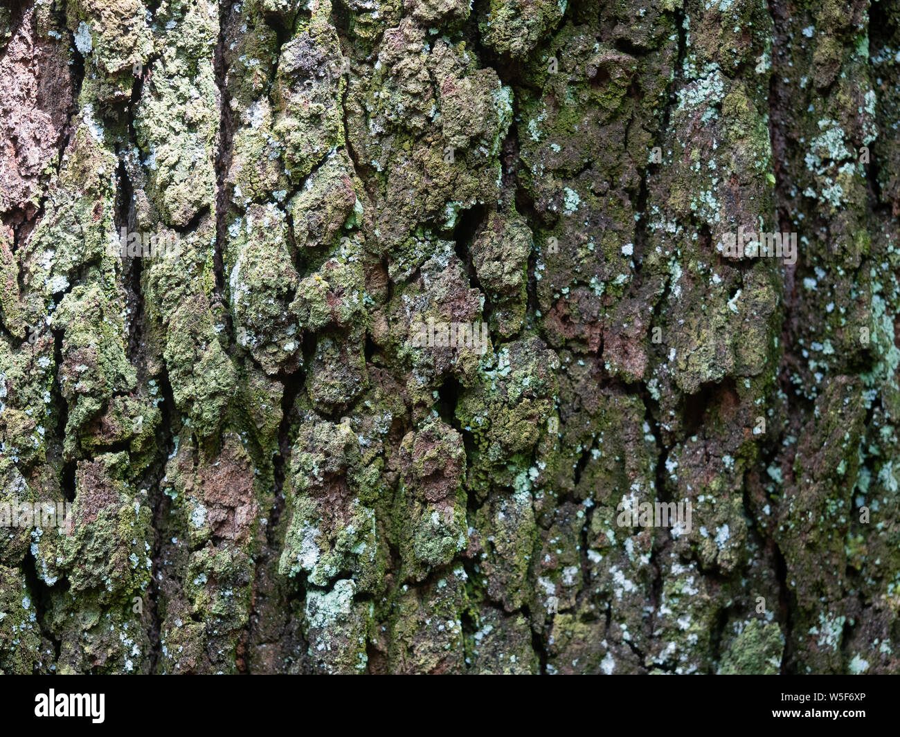 Embossed texture of the brown bark of a tree with green moss and lichen ...