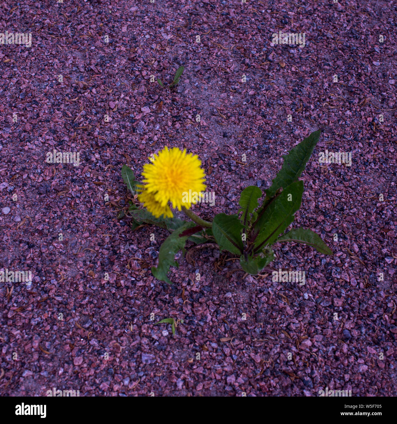 Yellow flower of a dandelion plant Taraxacum officinale aka ordinary ...