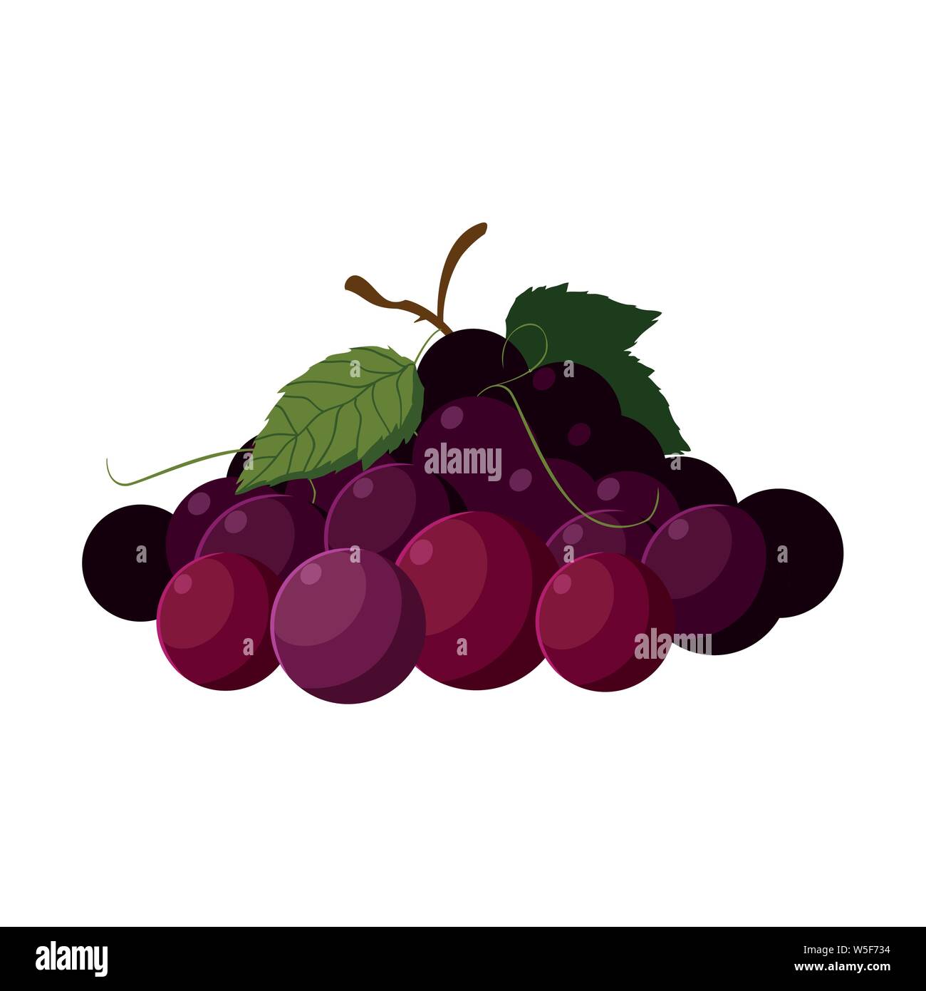 bunch of grapes fresh fruits vector illustration Stock Vector Image ...