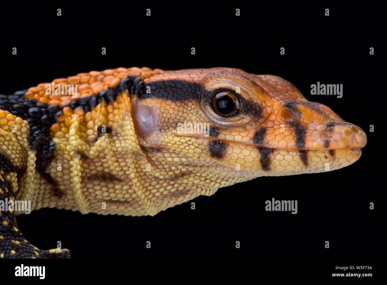 Dumeril's monitor (Varanus dumerili Stock Photo - Alamy