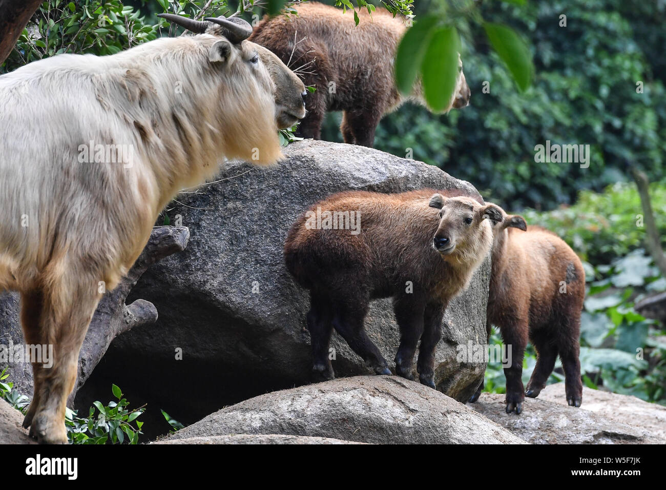 The golden takin babies, the latest offspring of the herd of the ...