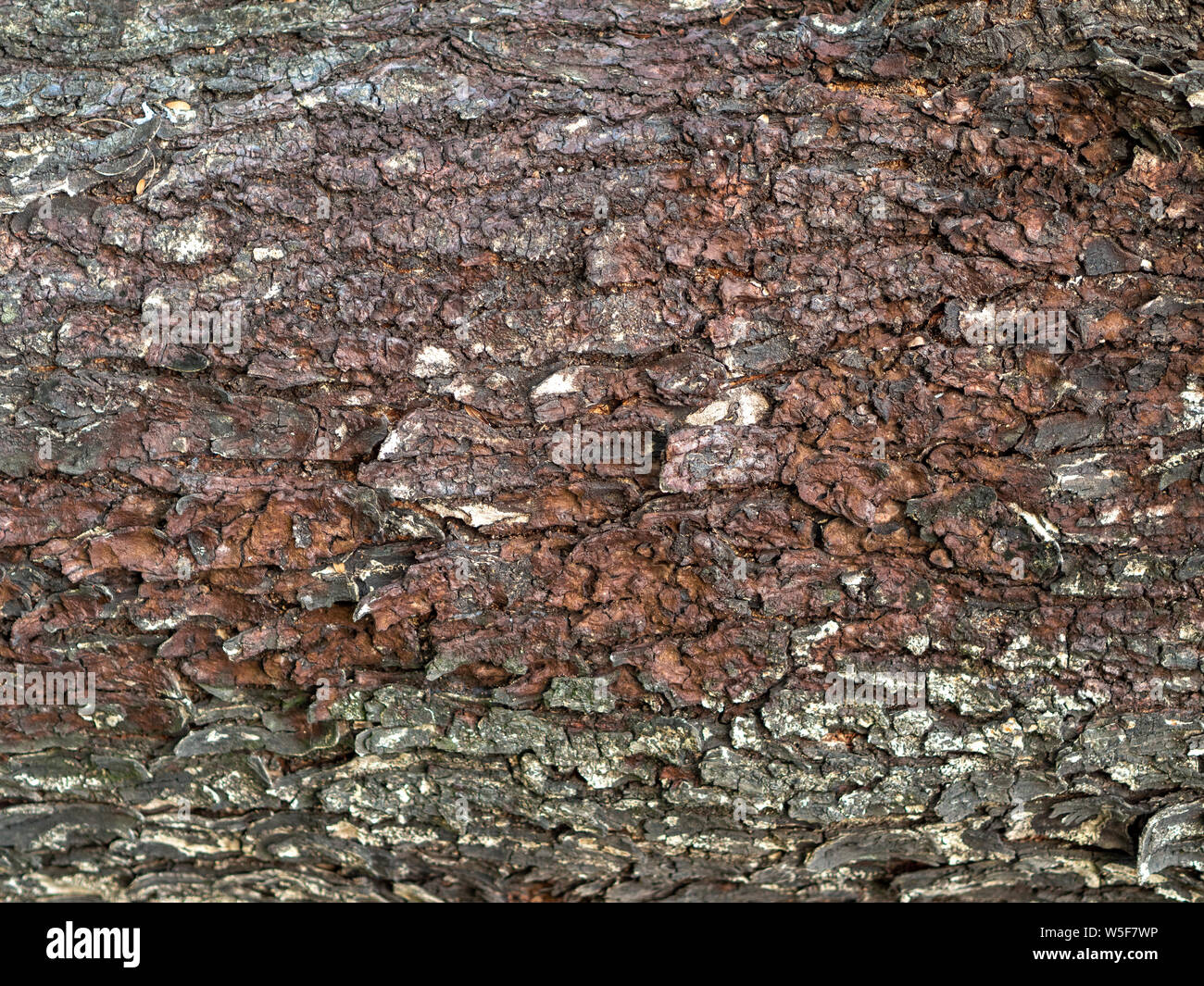 tree bark textured background, closeup Stock Photo - Alamy