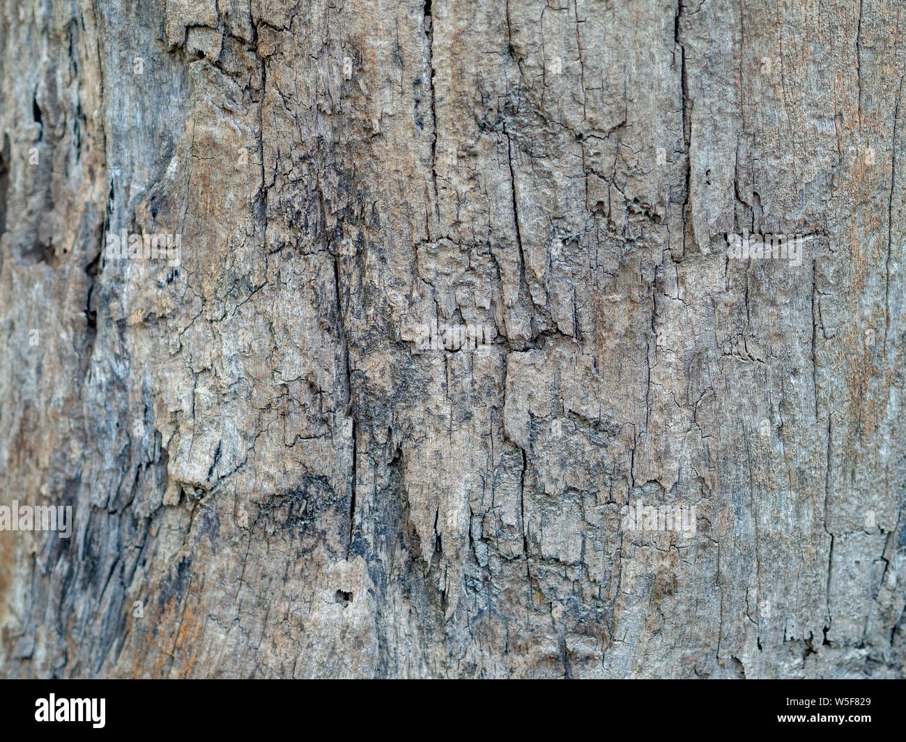 tree bark textured background, closeup Stock Photo - Alamy