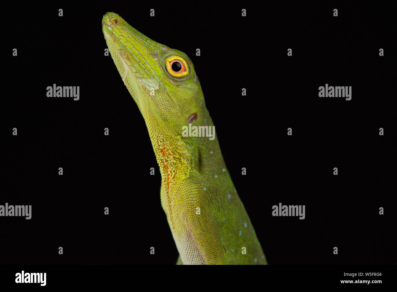 Anole amazon hi-res stock photography and images - Alamy