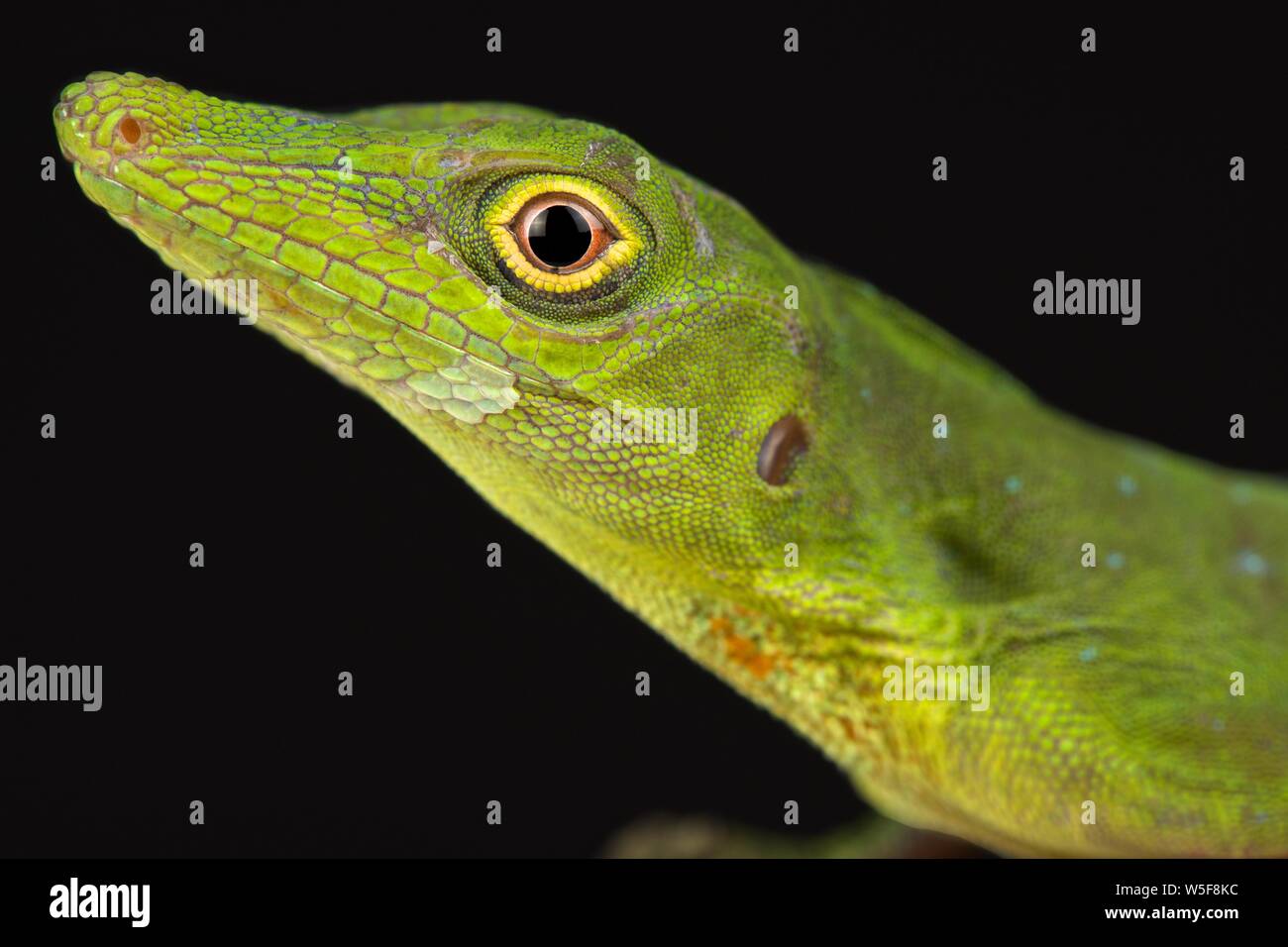 Amazon green anole (Anolis punctatus Stock Photo - Alamy