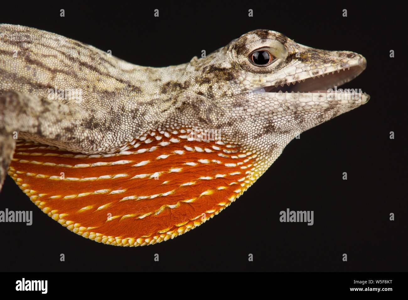 Norops hi-res stock photography and images - Alamy