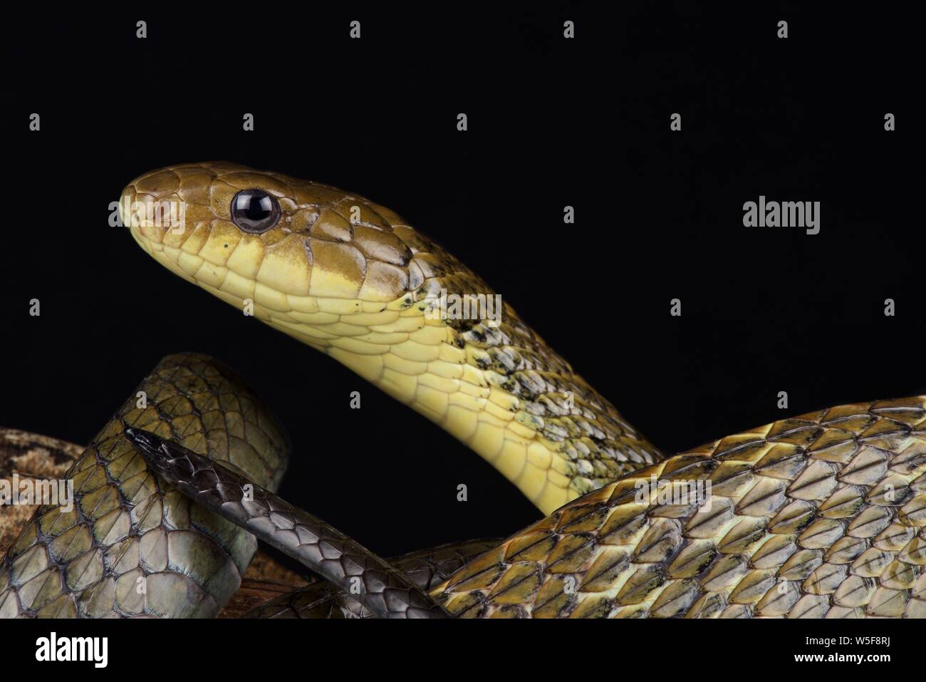 Suriname puffing snake hi-res stock photography and images - Alamy