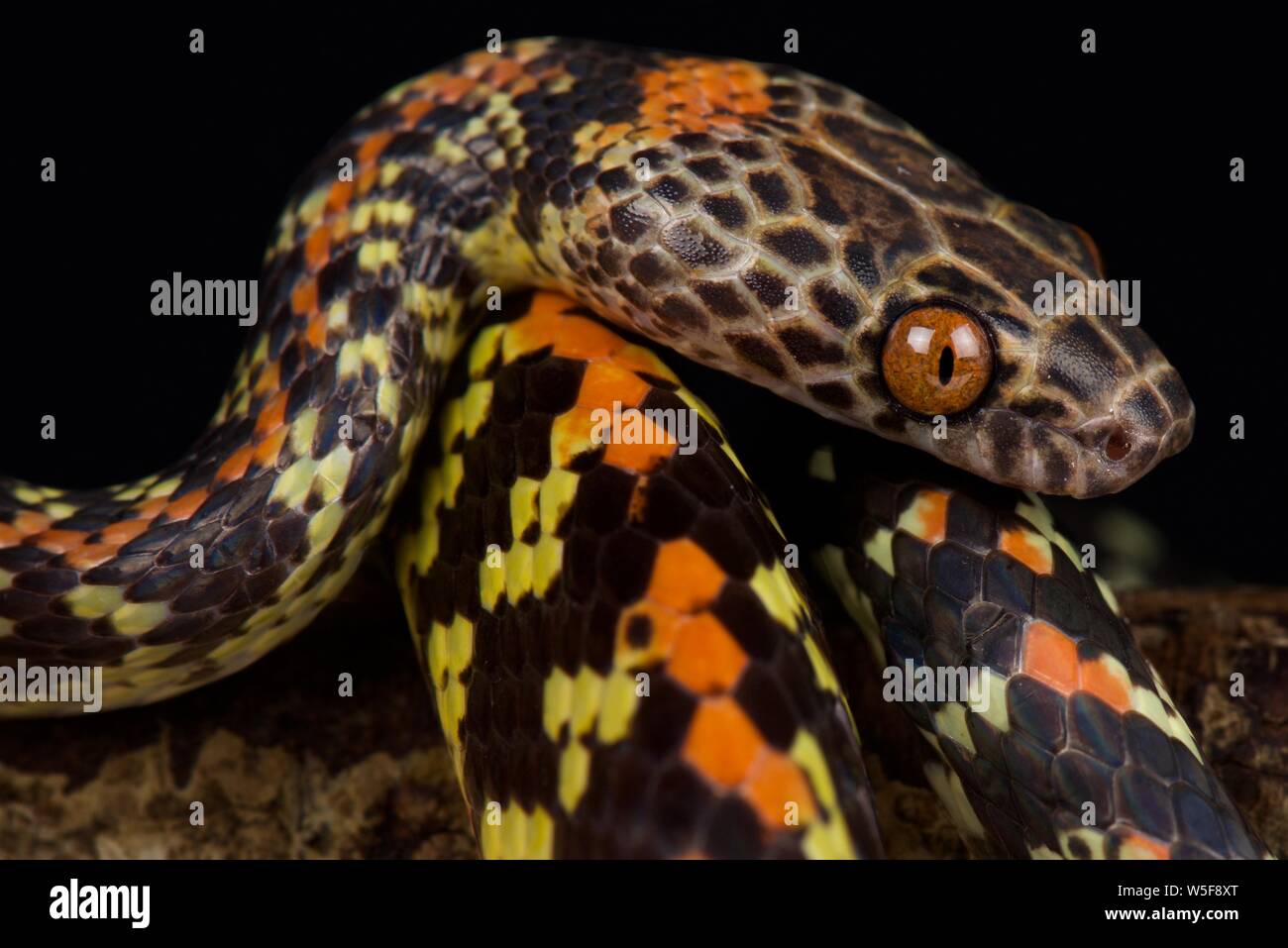 Checker bellied snake hi-res stock photography and images - Alamy