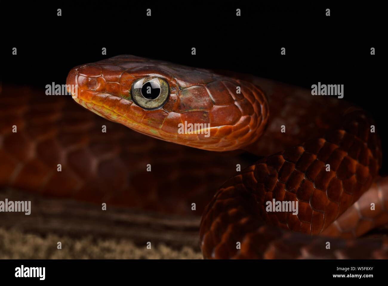 Smooth machete snake hi-res stock photography and images - Alamy