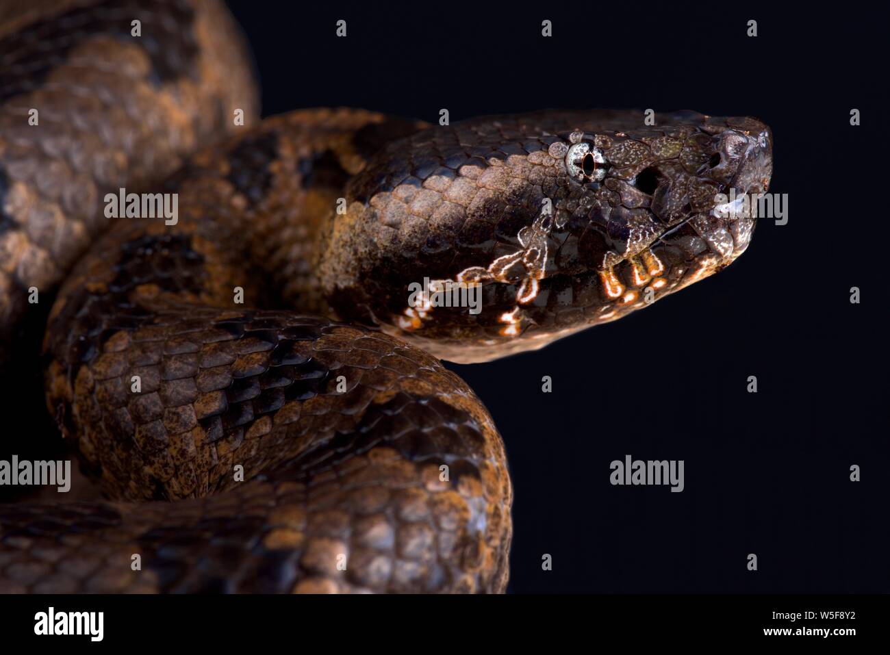 Chinese Mountain Pit Viper (Ovophis monticola Stock Photo - Alamy