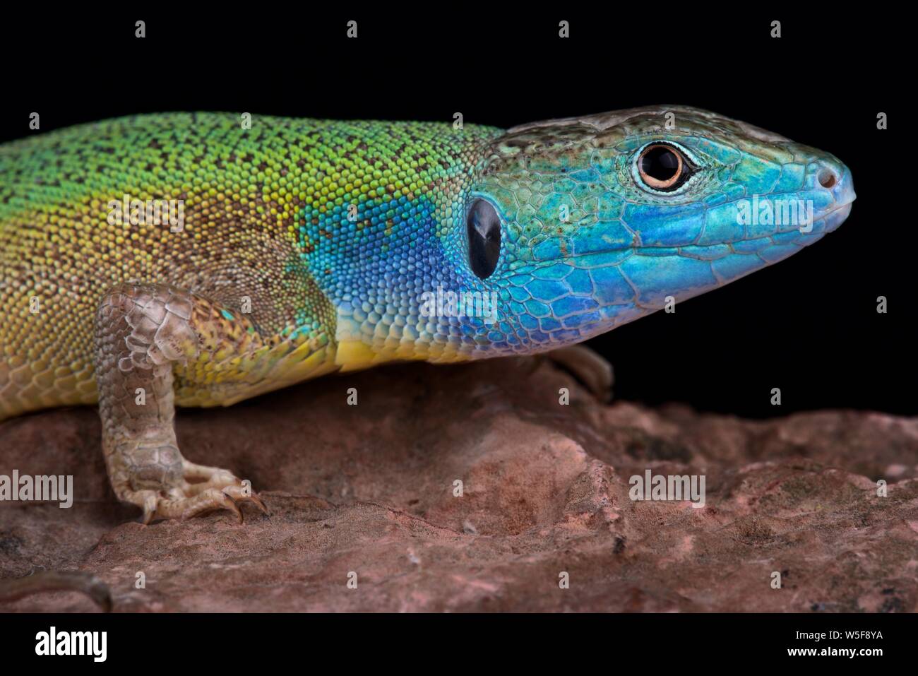 Turkish endemic hi-res stock photography and images - Alamy