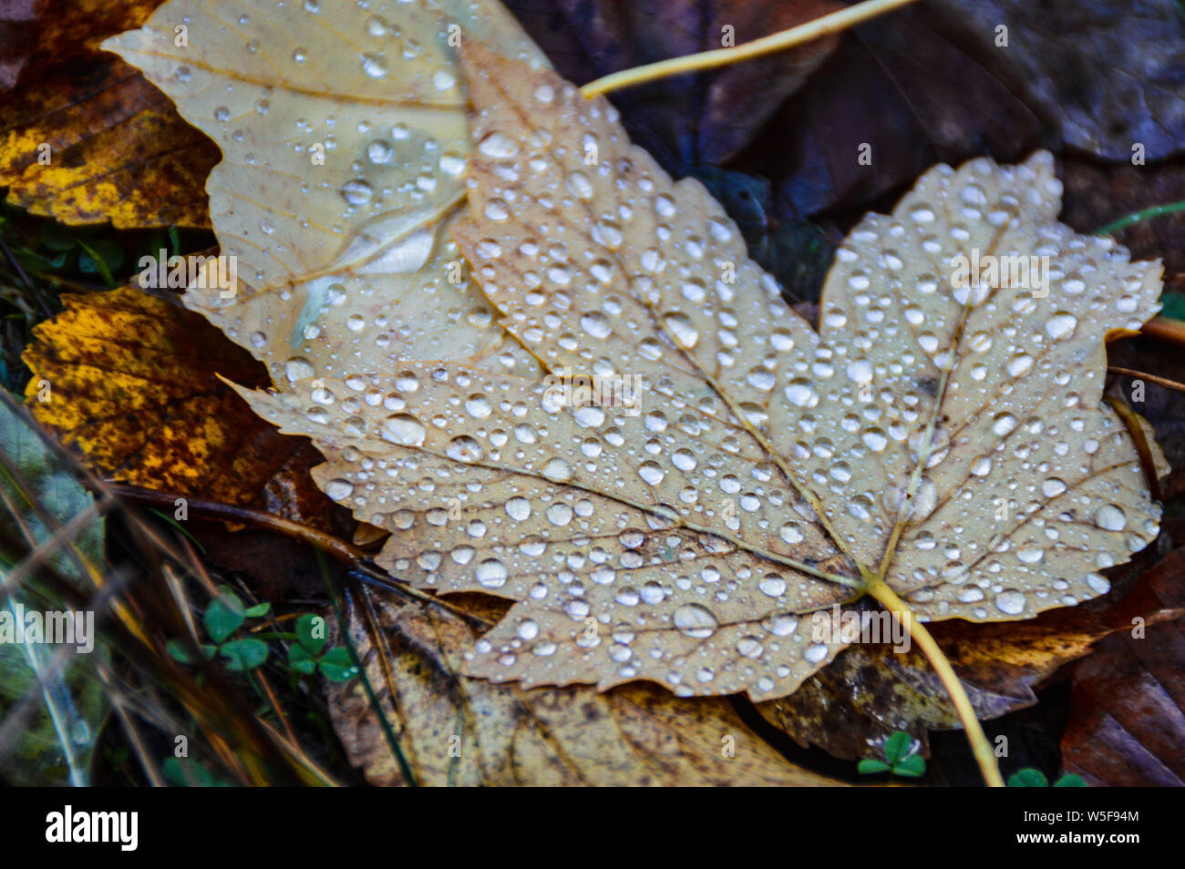 morning dew caught on the fallen autumn leaves Stock Photo - Alamy