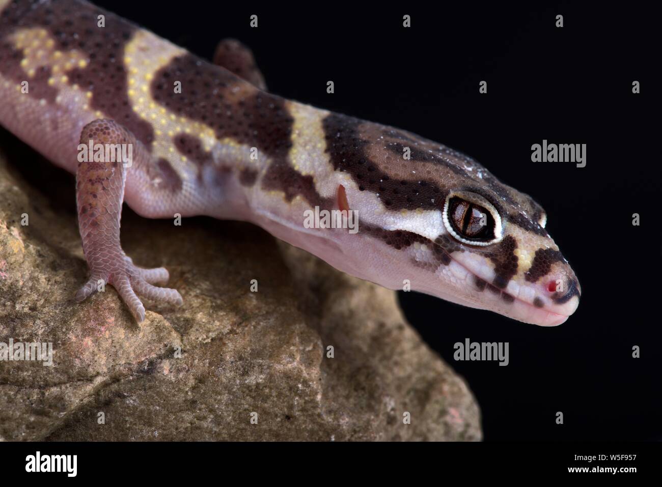 El gecko hi-res stock photography and images - Alamy