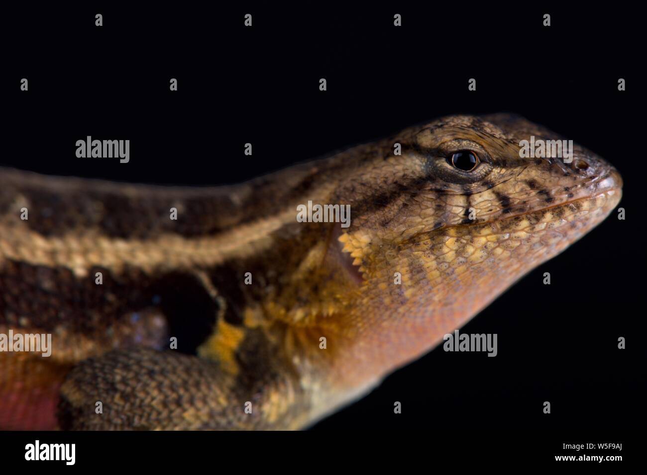 Southern rosebelly lizard (Sceloporus variabilis olloporus Stock Photo ...