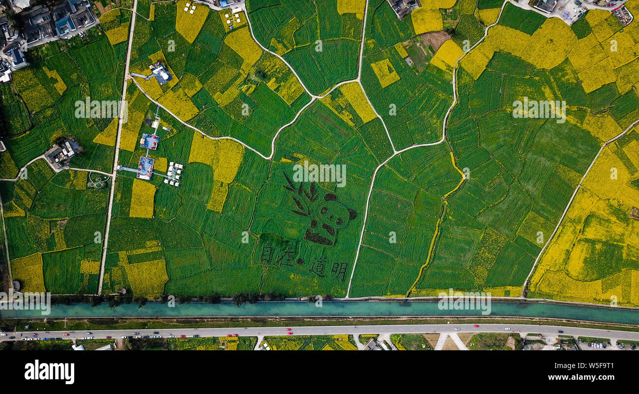 Aerial view of a giant panda-shaped pattern surrounded by rapeseed ...
