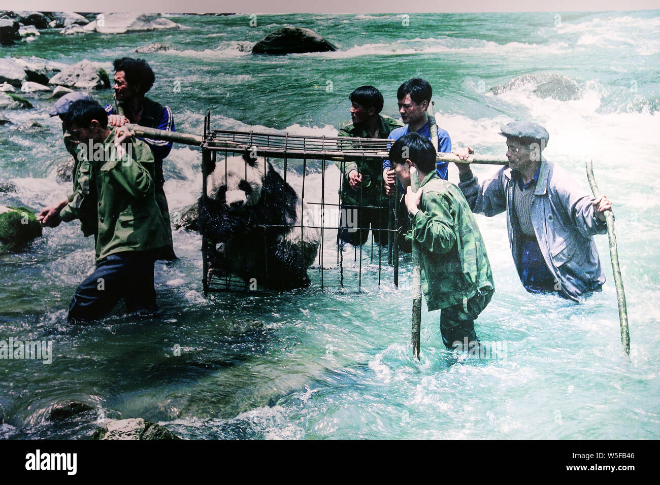 This photo shows local residents carrying a giant panda to cross a ...
