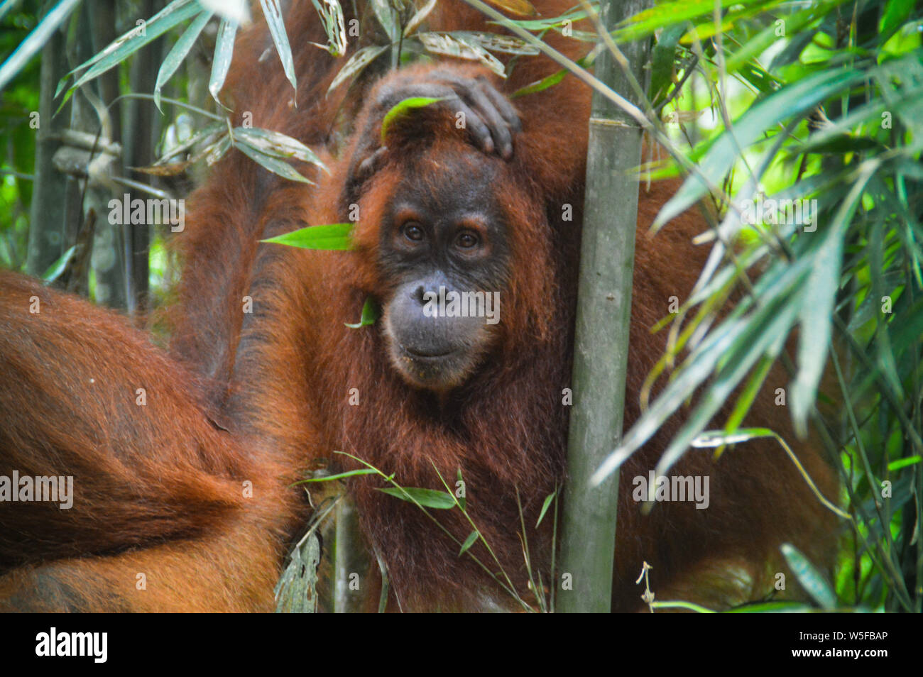 Wild North Sumatran Orangutans spotted during a jungle trekking in ...