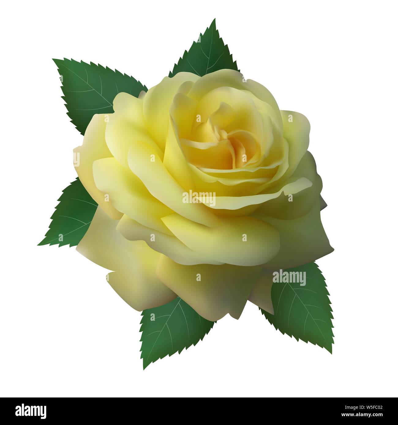 Yellow Rose Flowers White Background