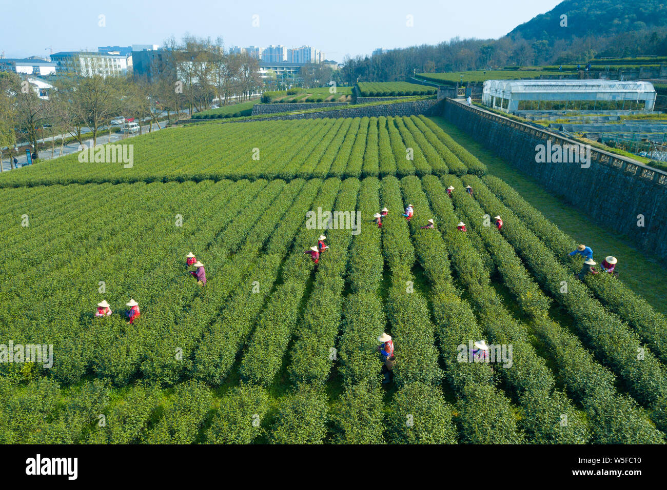 Chinese farmers harvest Longjing tea leaves at a tea plantation in ...