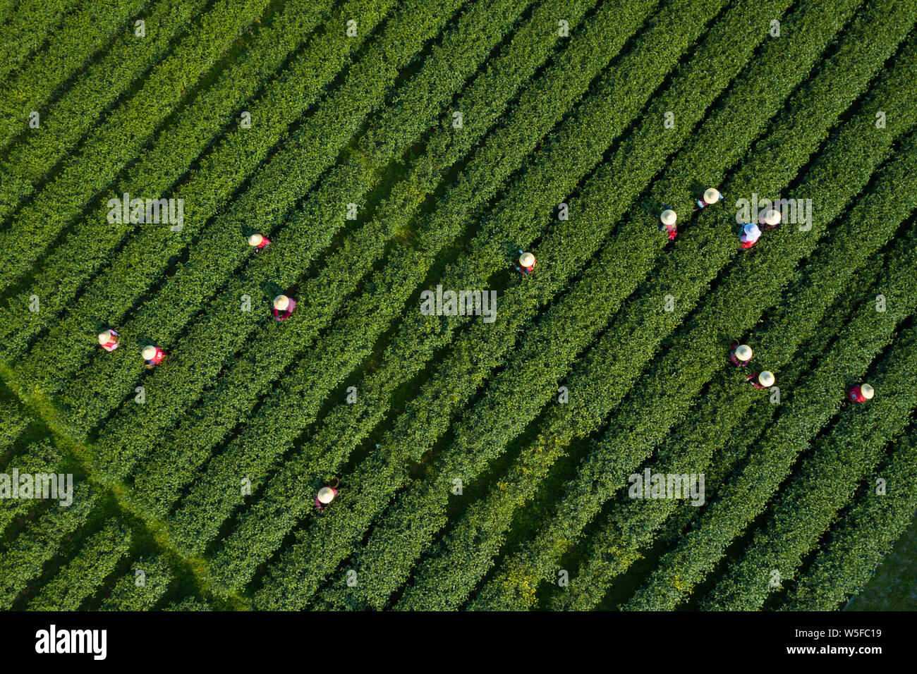 In thie aerial view, Chinese farmers harvest Longjing tea leaves at a ...