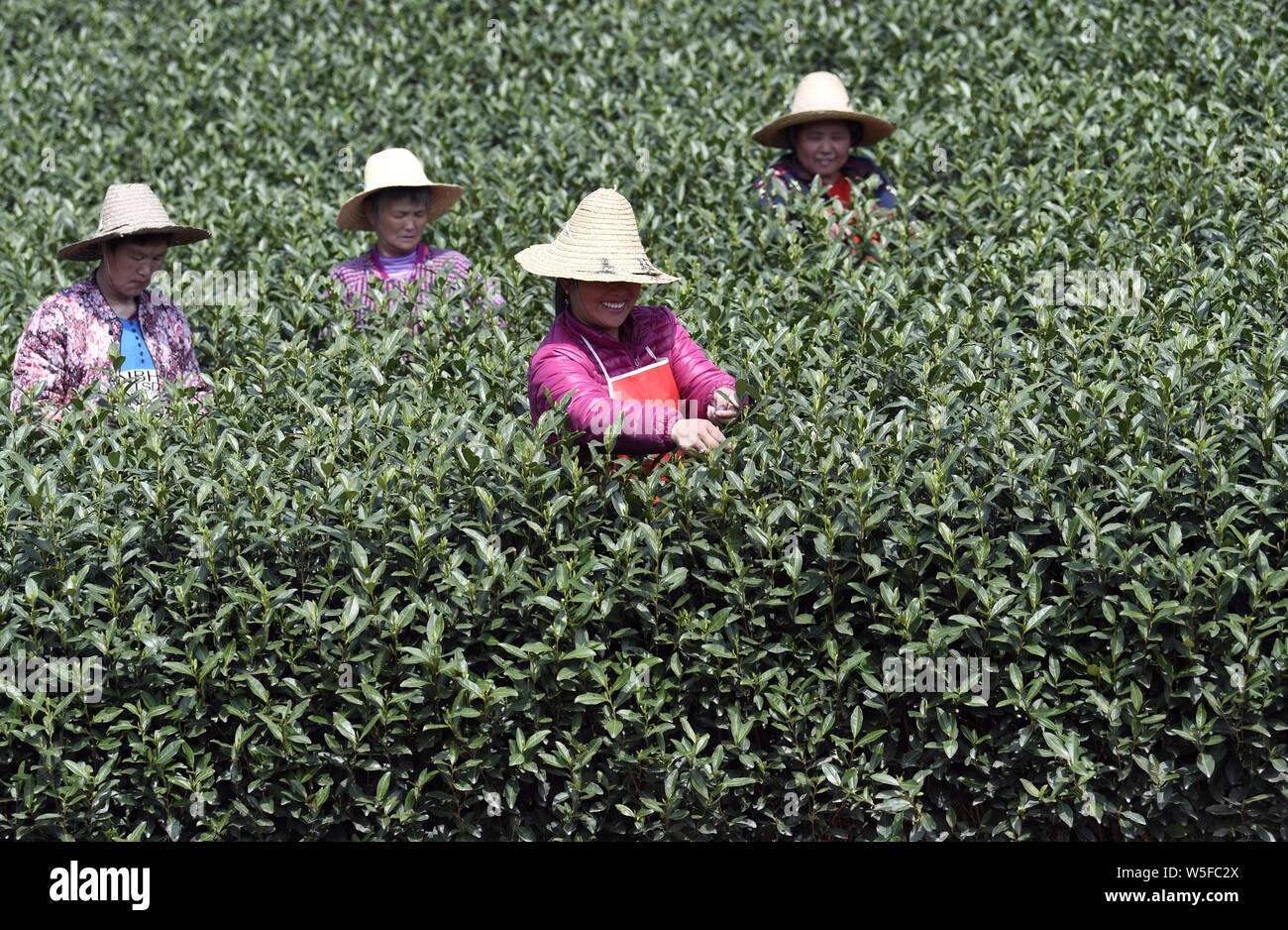 Chinese farmers harvest Longjing tea leaves at a tea plantation in ...