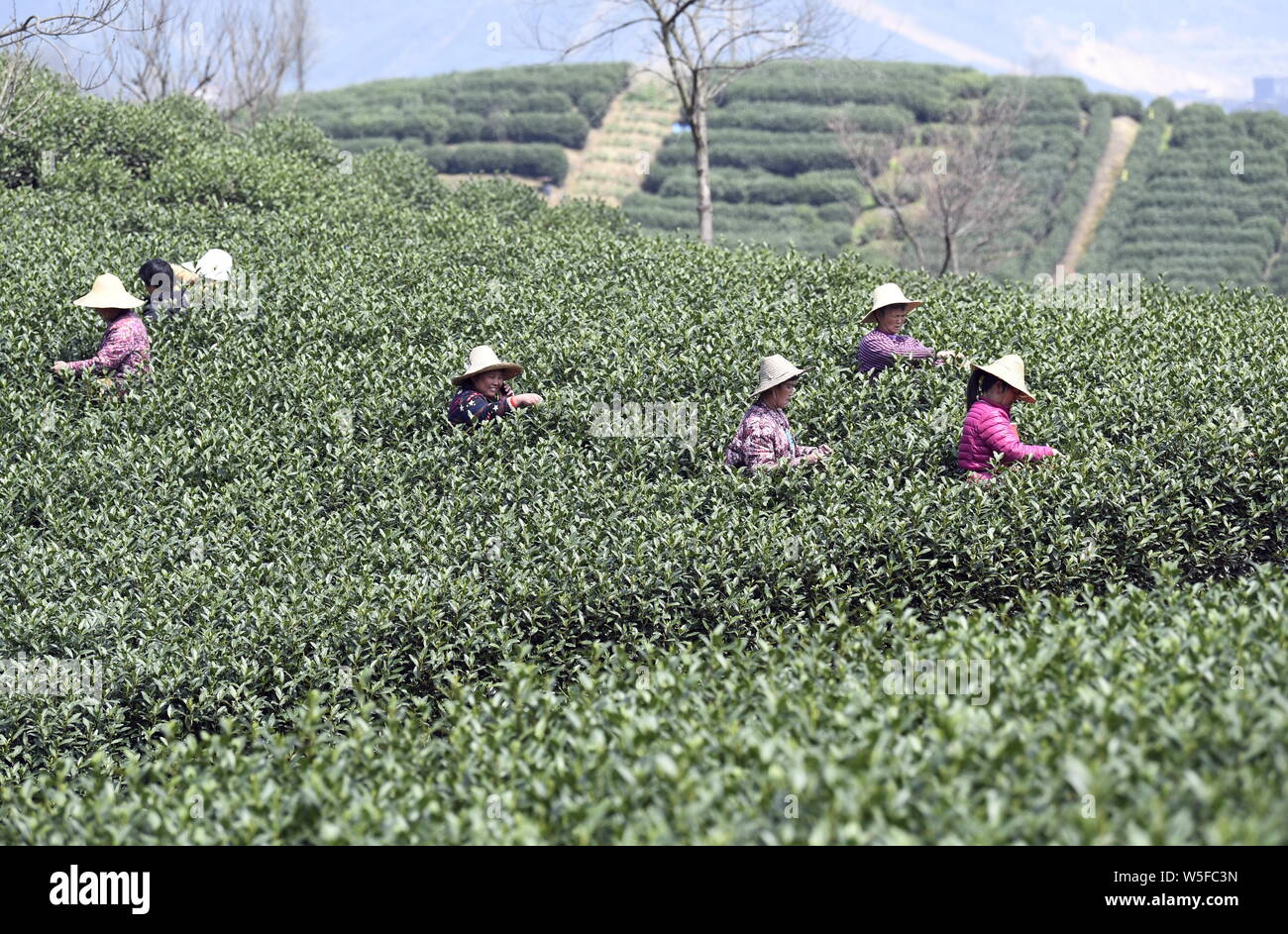 Chinese farmers harvest Longjing tea leaves at a tea plantation in ...