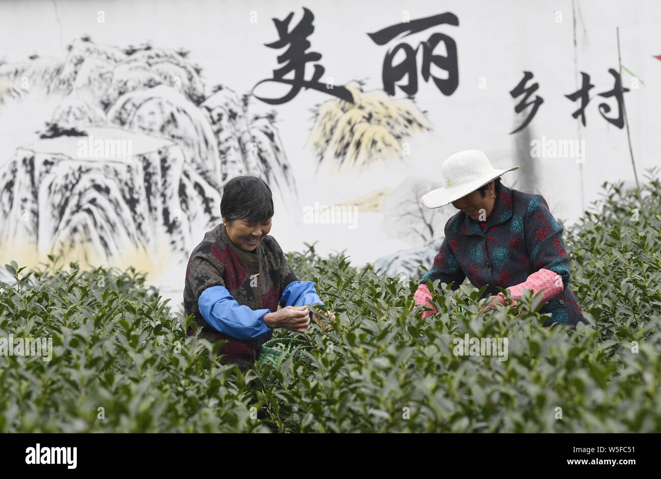 Chinese farmers harvest Longjing tea leaves at a tea plantation in ...
