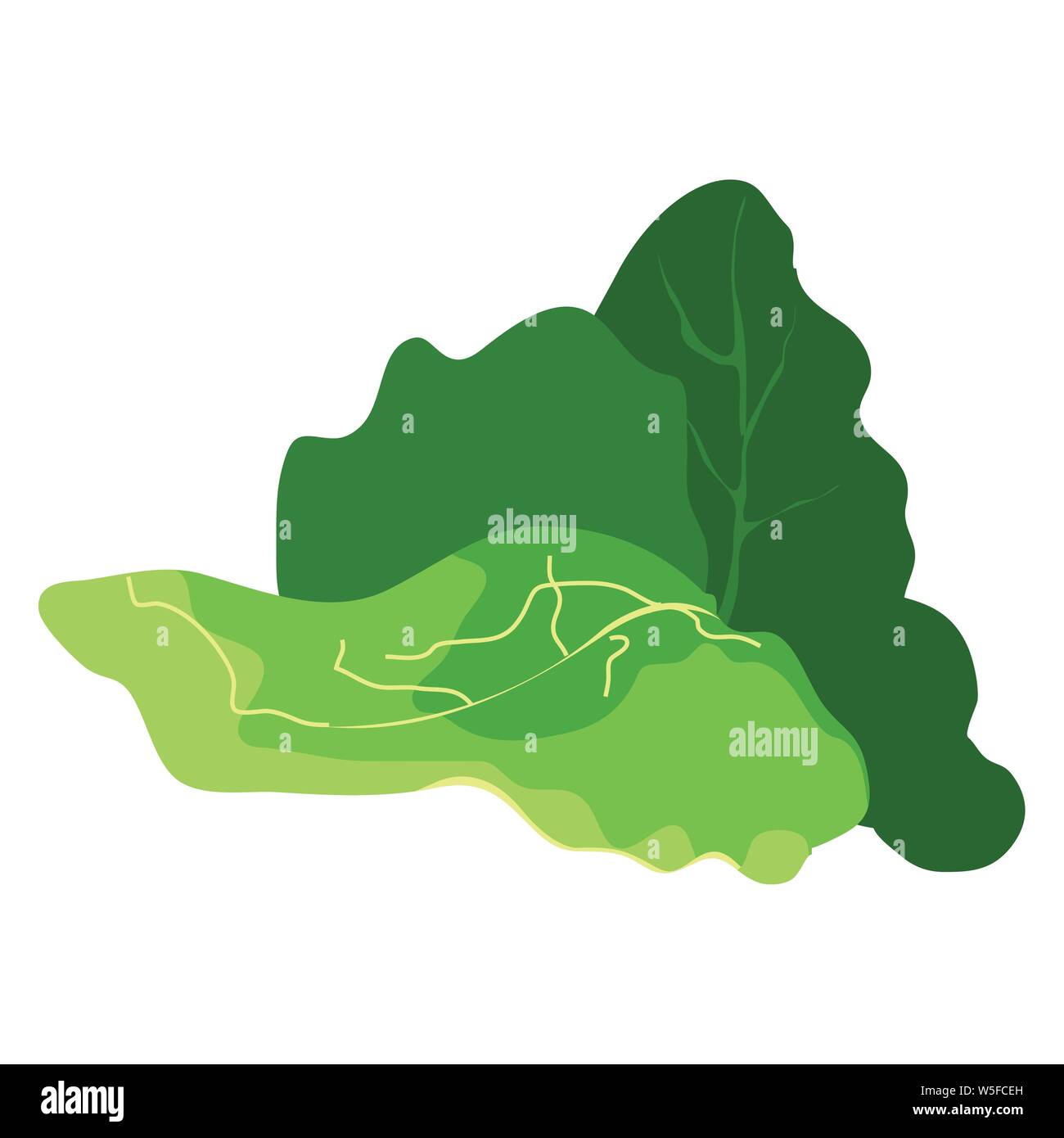 fresh vegetable lettuce on white background vector illustration Stock ...