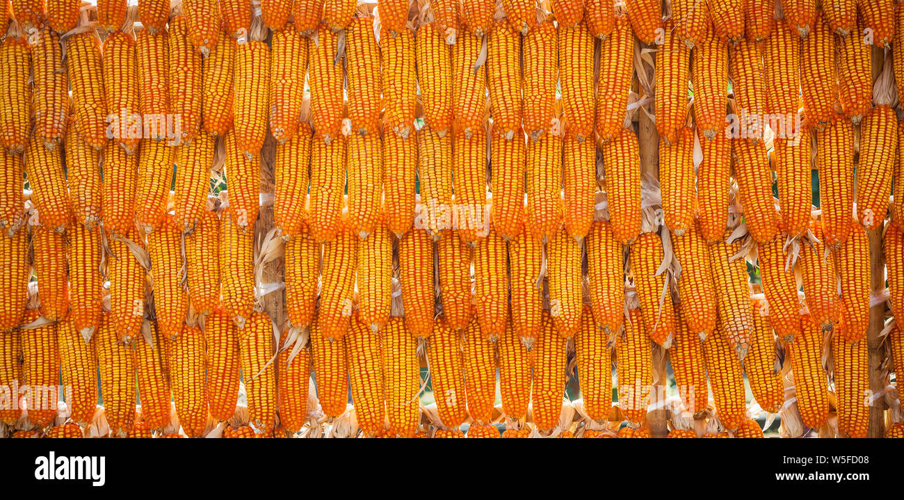 Panorama of group corn dry for harvest background texture Stock Photo ...