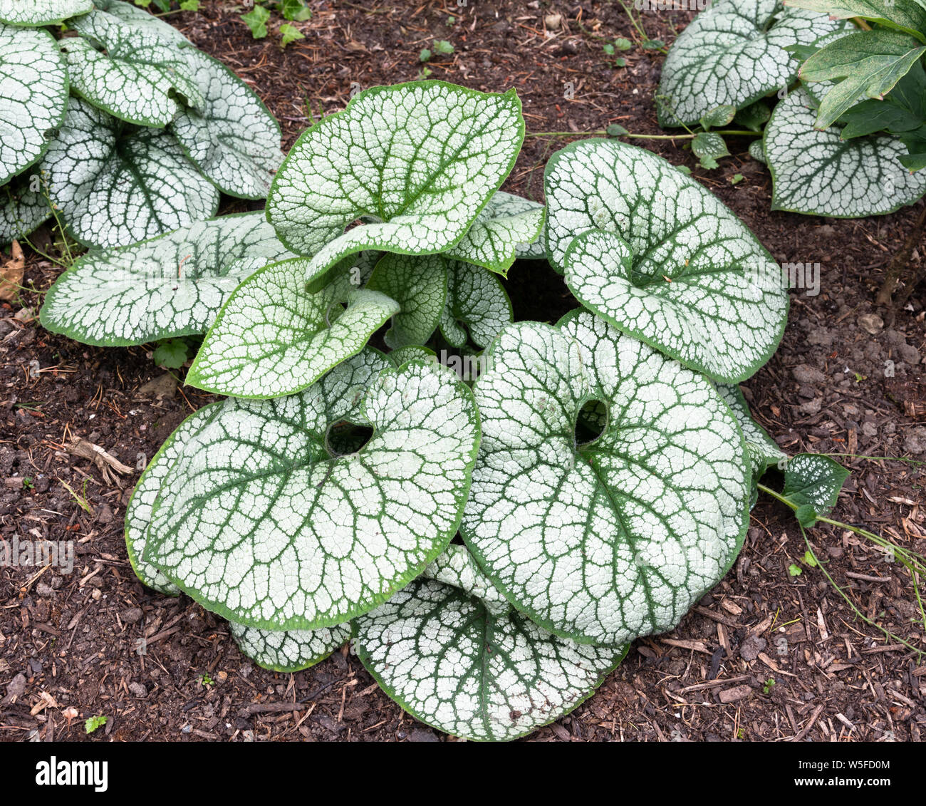 Variegated brunnera hi-res stock photography and images - Alamy
