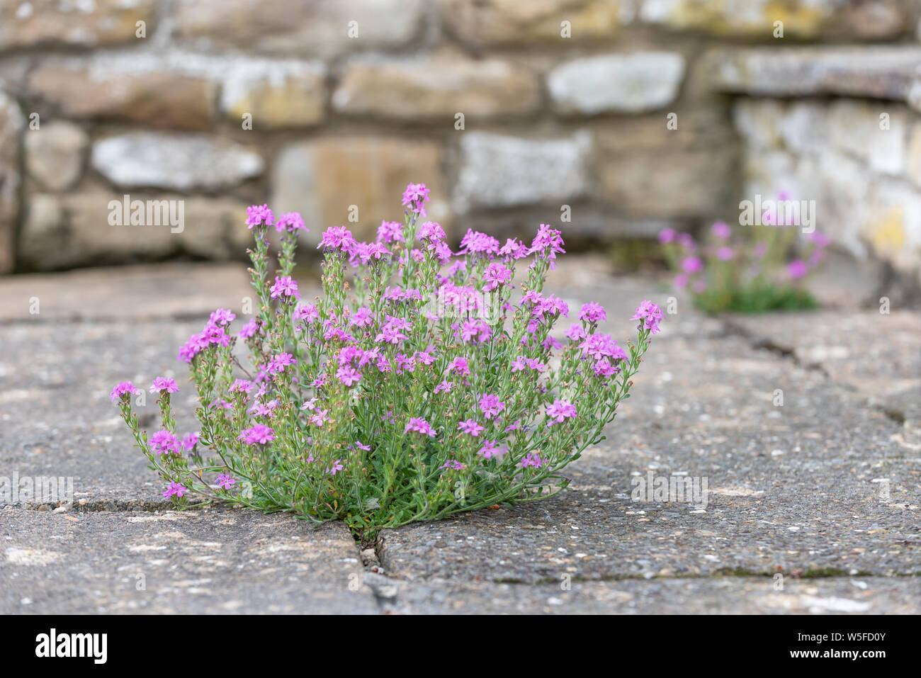Fairy foxglove erinus alpinus hi-res stock photography and images - Alamy