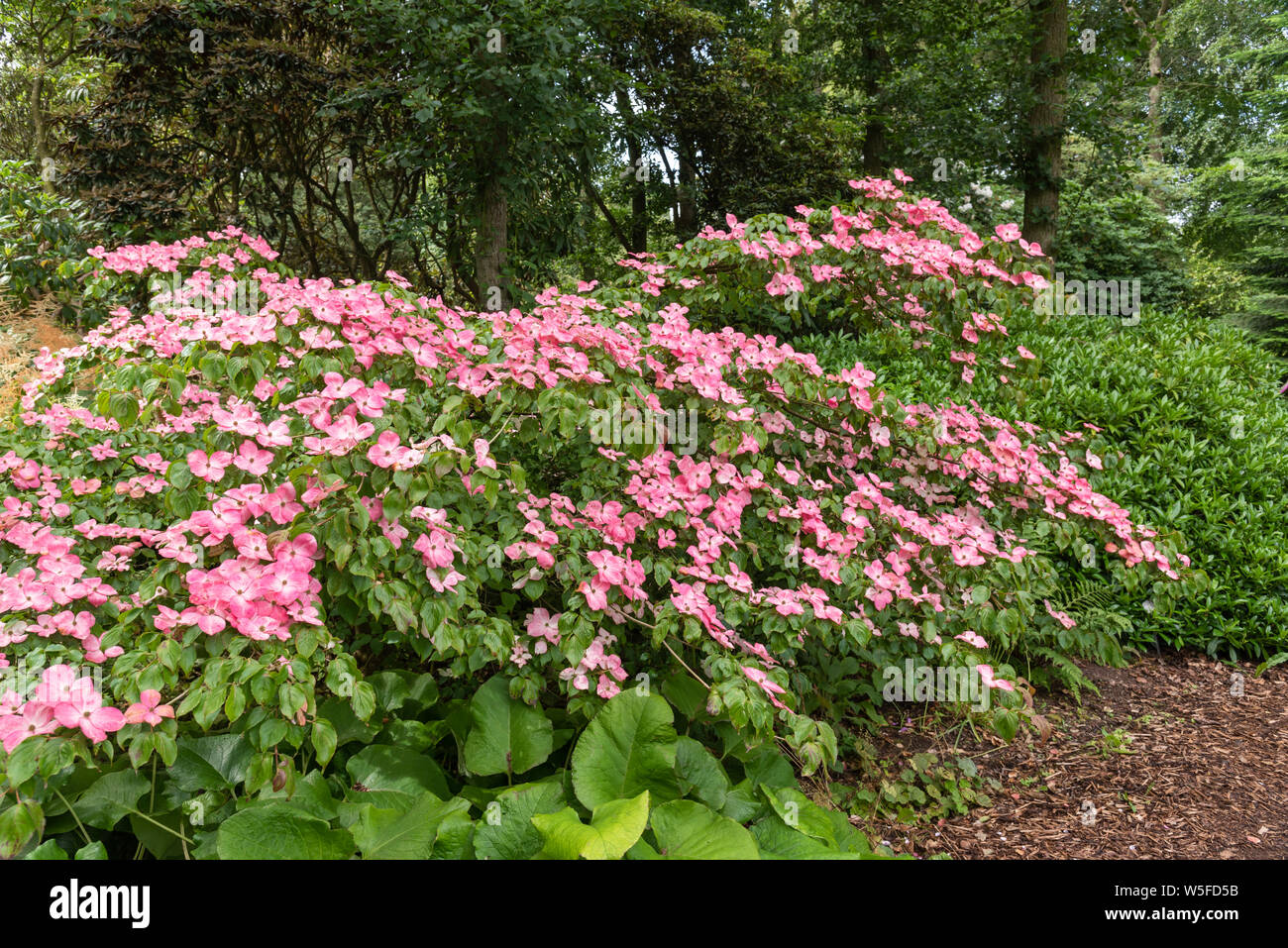 Pink cornus hi-res stock photography and images - Alamy