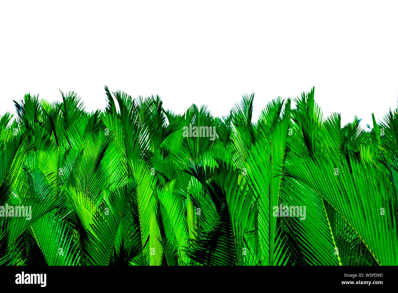 Nypa fruticans Wurmb (Nypa, Atap palm, Nipa palm, Mangrove palm). Green ...