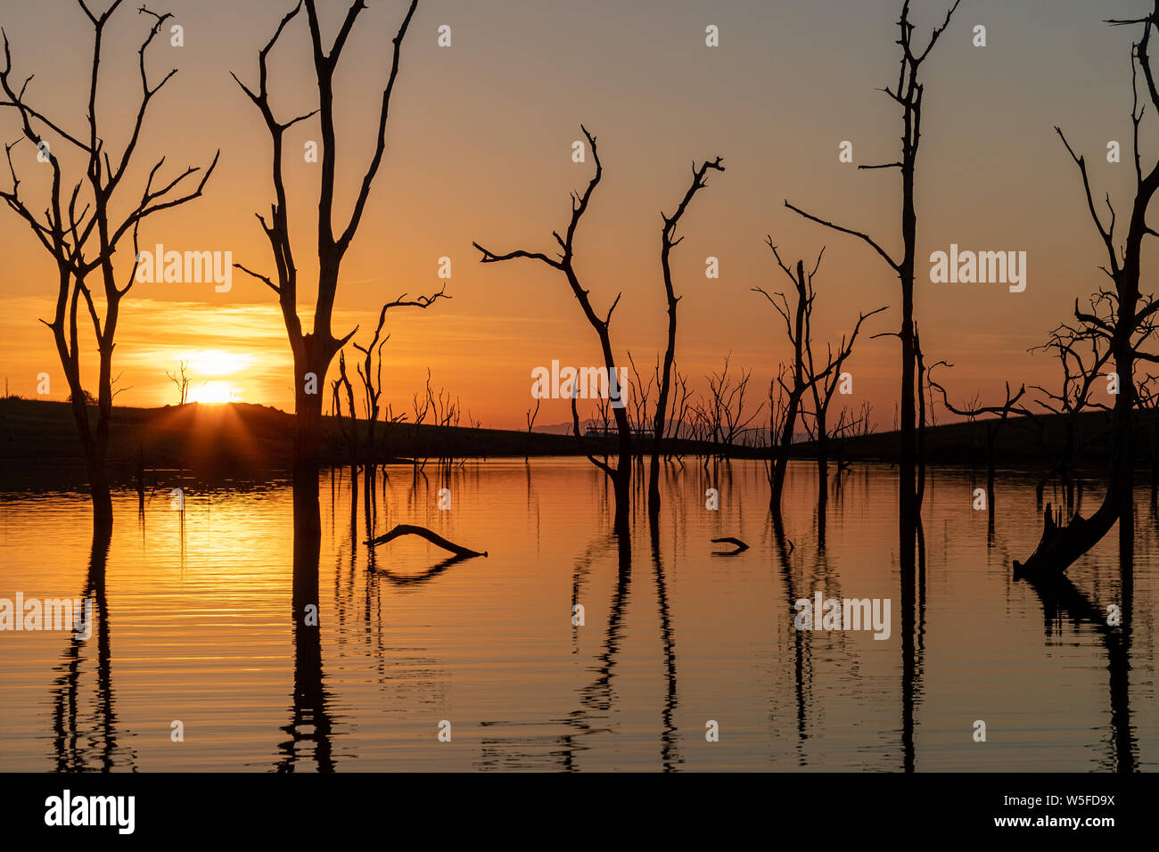 Sunset amongst the trees Stock Photo - Alamy