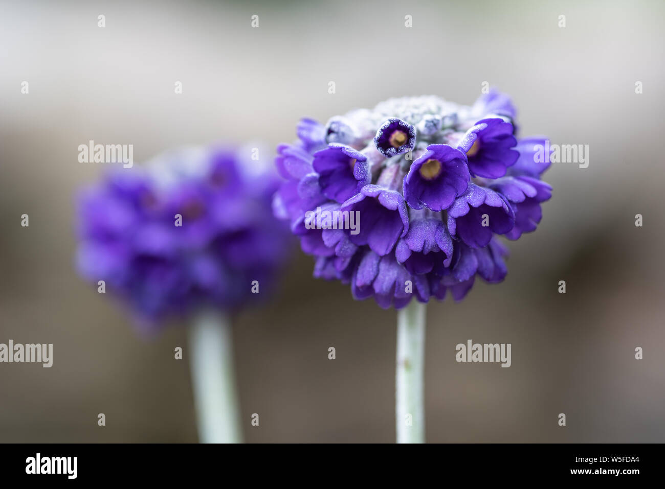 Mooreana hi-res stock photography and images - Alamy