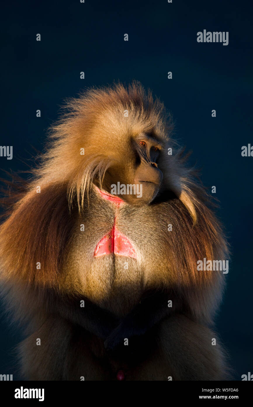 Babuino gelada hi-res stock photography and images - Alamy
