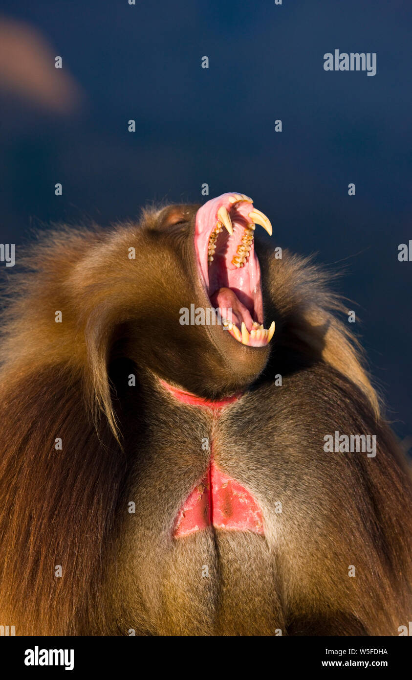 Gelada babuino hi-res stock photography and images - Alamy