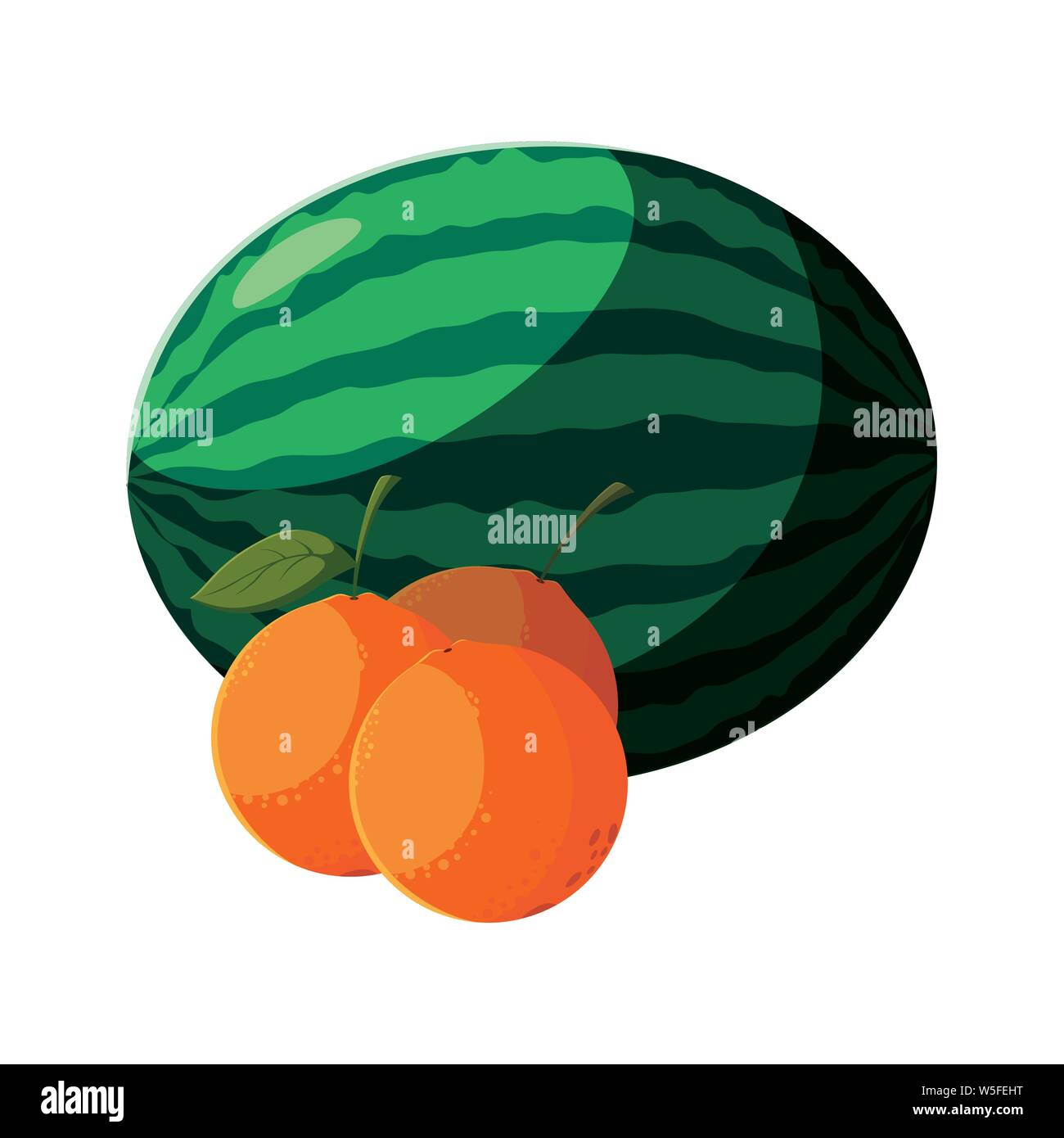 fresh fruits watermelon and orange vector illustration Stock Vector ...