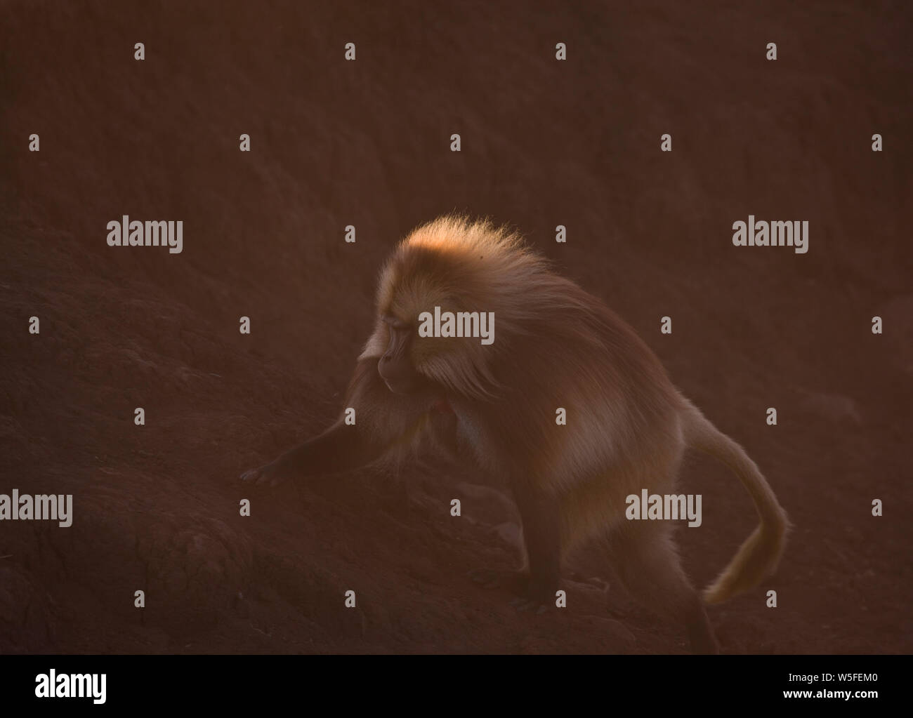 Gelada babuino hi-res stock photography and images - Alamy
